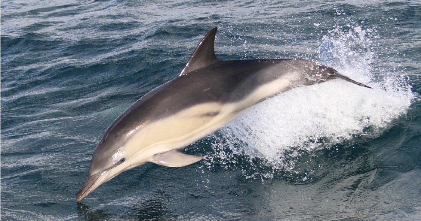 The Ocean Discovery in Penzance, Cornwall | Marine Discovery