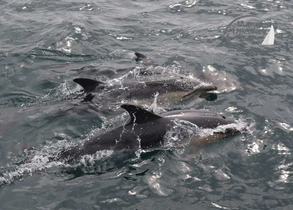 Sunday 23rd July | Marinediscovery