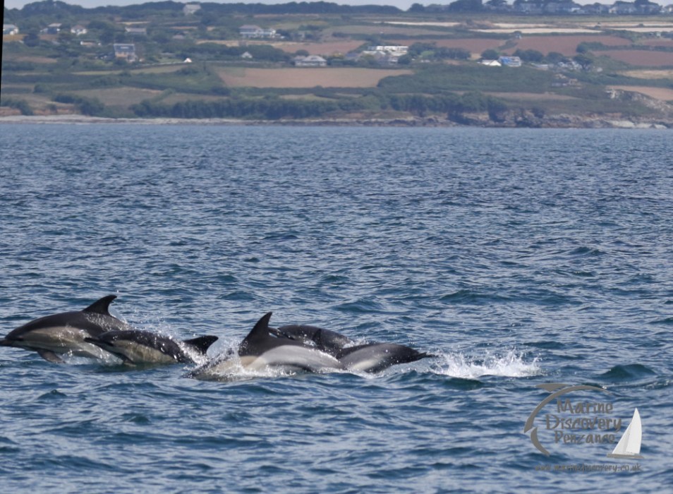 Tuesday 25th July | Marinediscovery