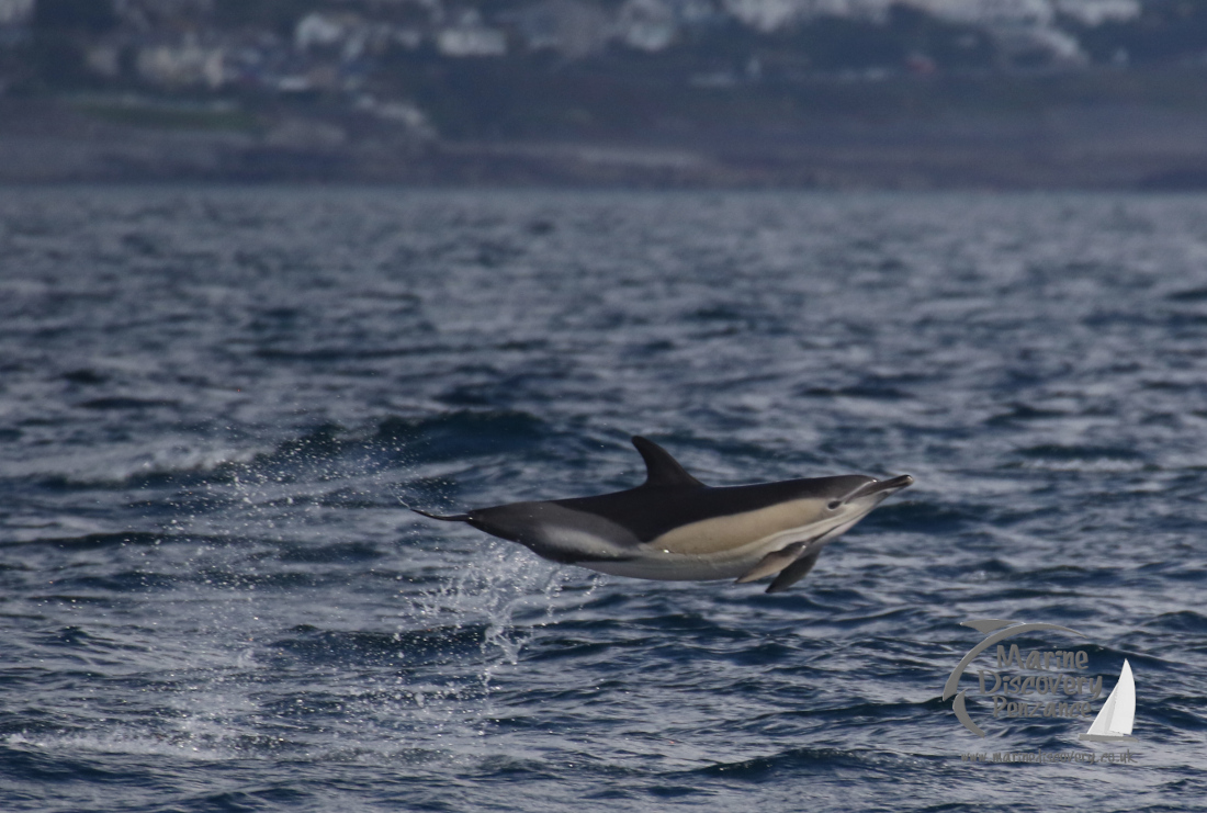 Tuesday 12th September | Marinediscovery