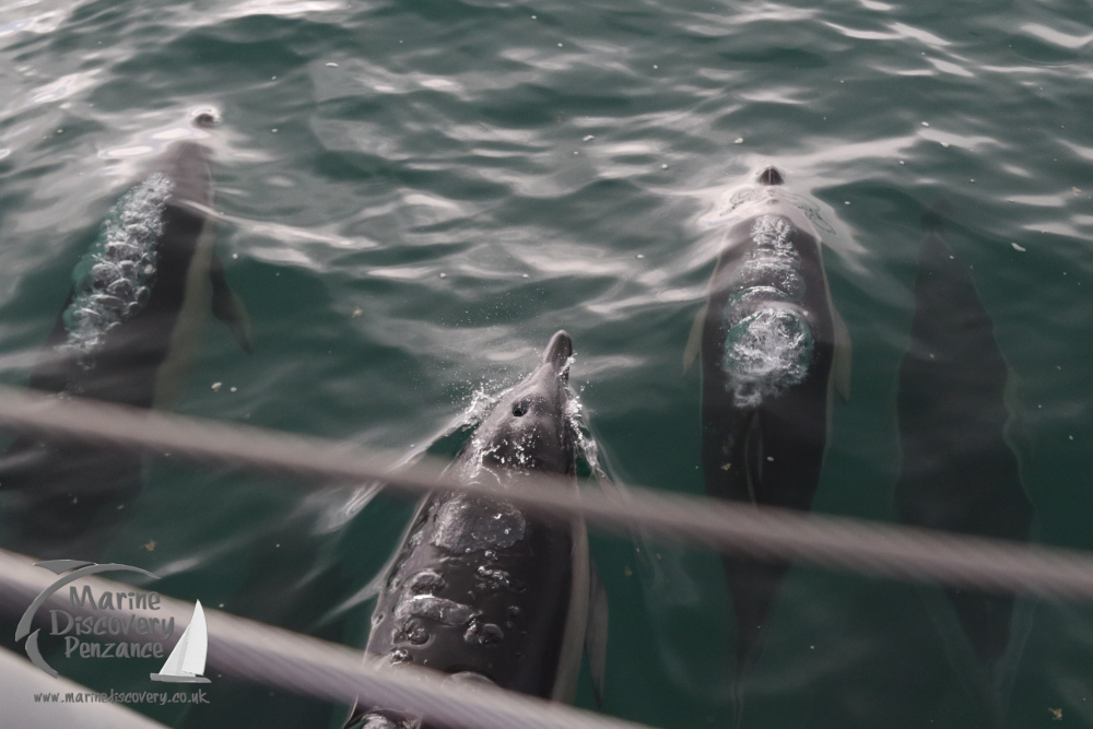 Friday 20th October | Marinediscovery
