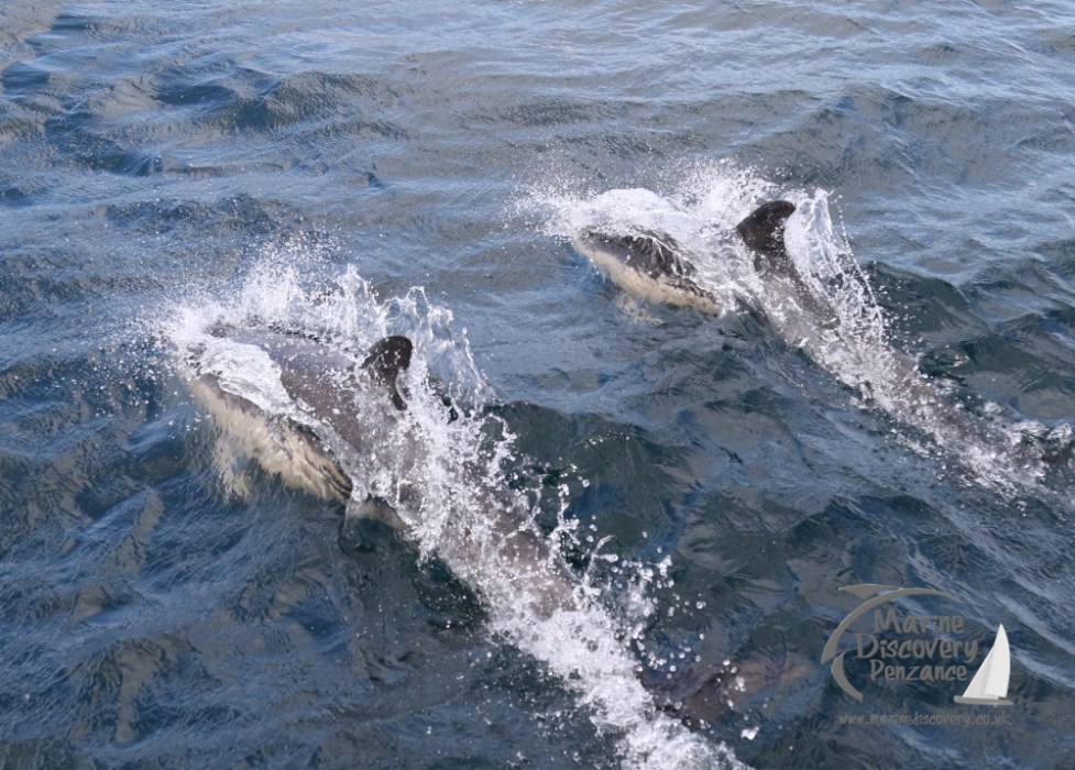 Sunday 9th June | Marinediscovery
