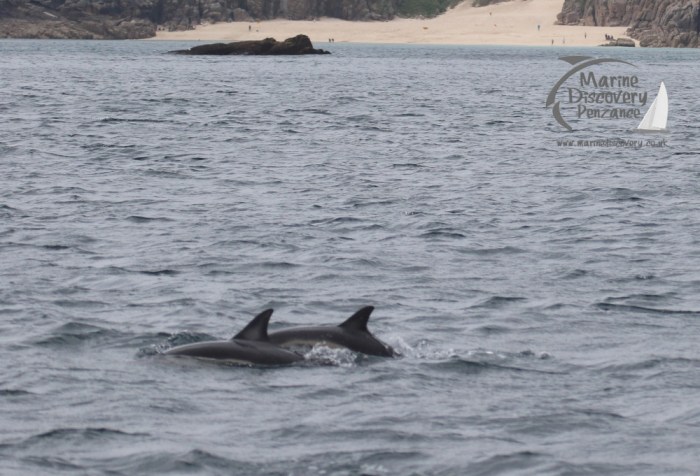 Friday 12th July | Marinediscovery