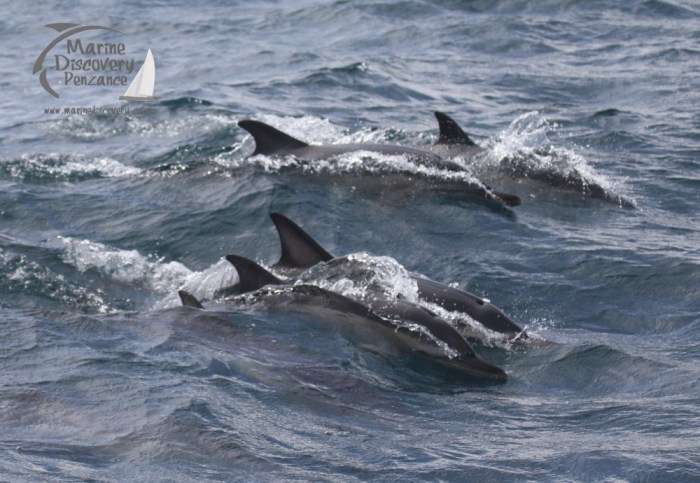 Sunday 21st July | Marinediscovery