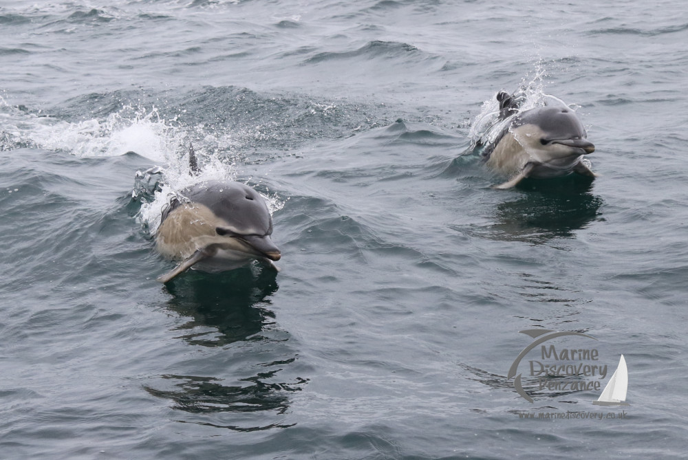 Wednesday 7th August | Marinediscovery