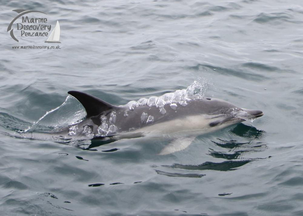 Saturday 3rd August | Marinediscovery