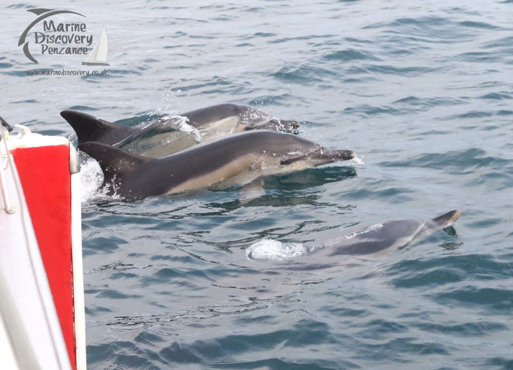 Tuesday 29th October | Marinediscovery