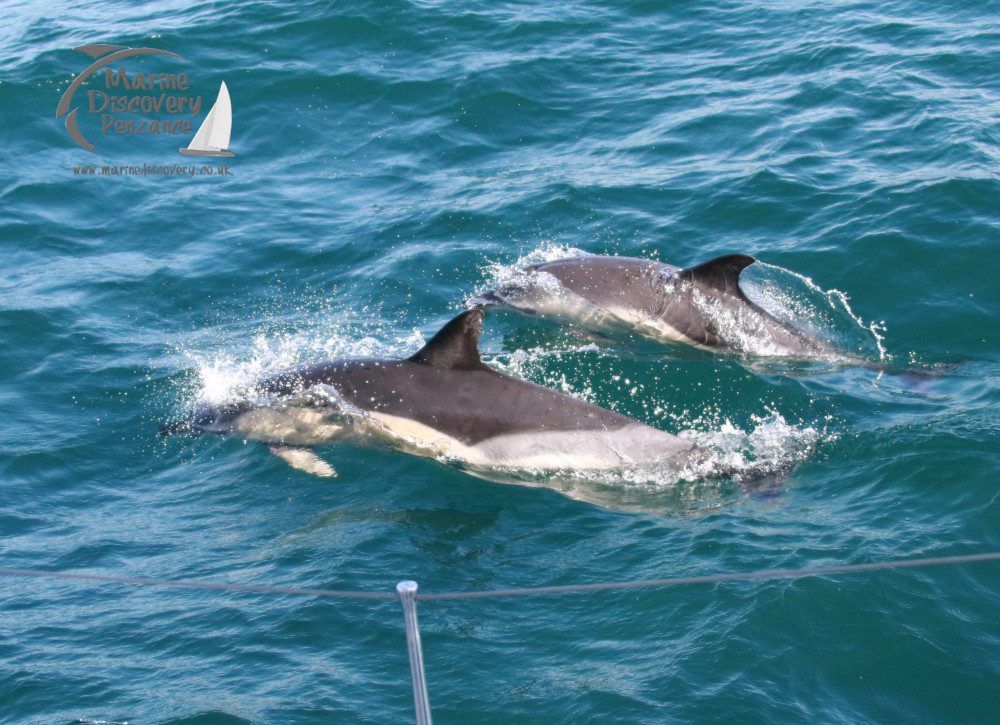 Wednesday 27th August | Marinediscovery